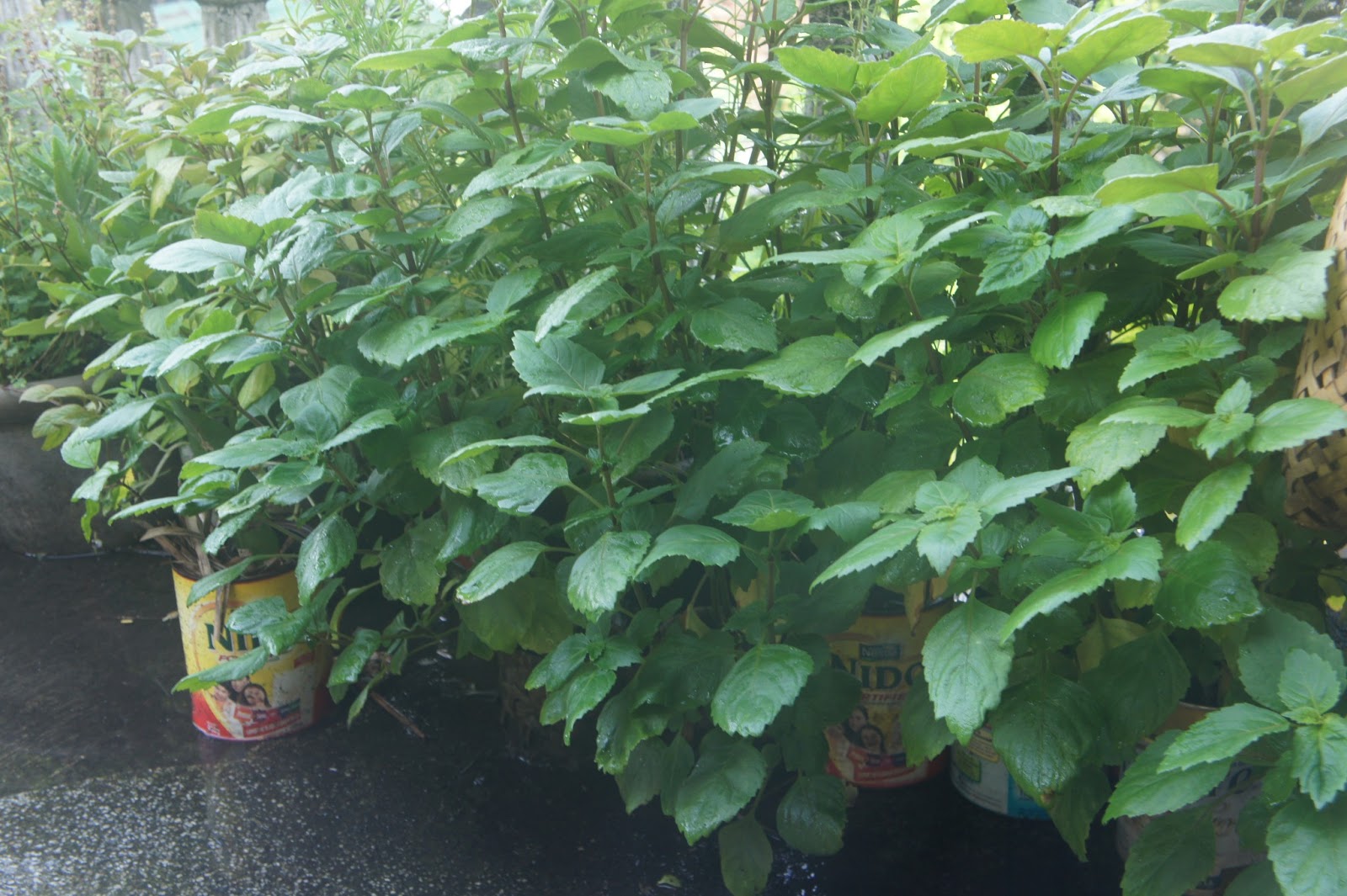 Awesome Bulusan!: Kadlum is the high-end Patchouli