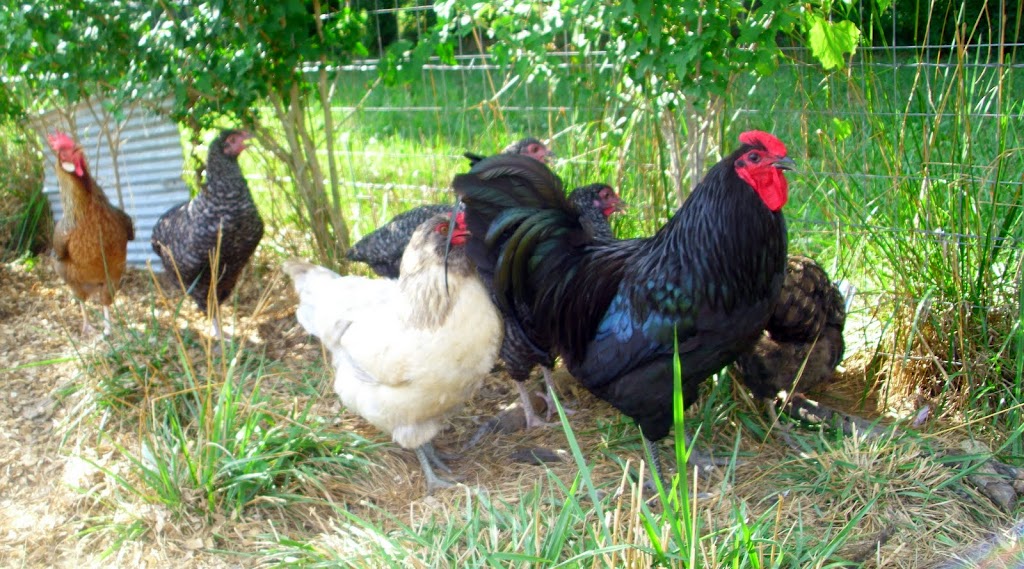 A Charmed Life: Black Javas--Doing My Part to Save an Endangered ...