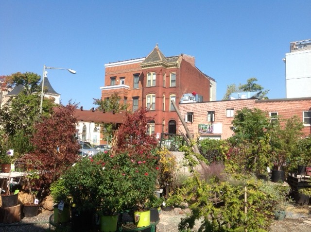 Shaw Living: Interview with Frank Asher, Owner of OLD CITY green