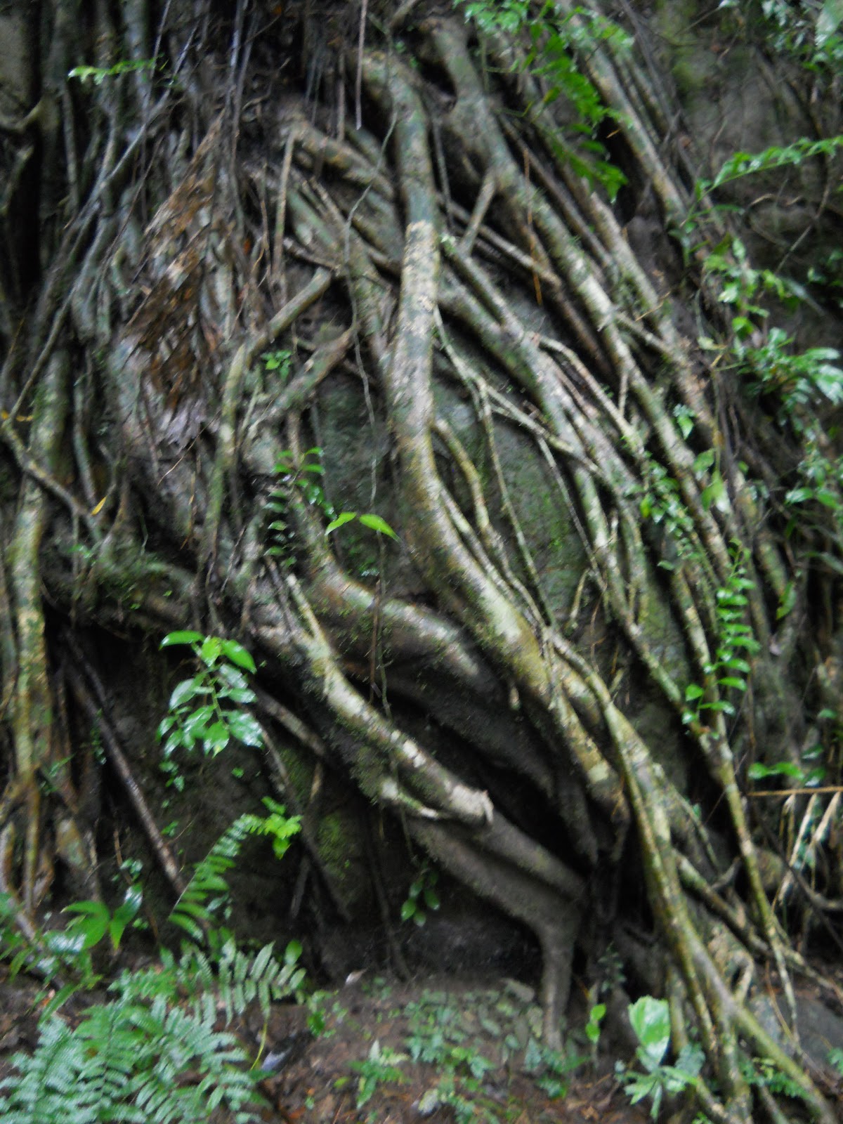 evenfewergoats: Across the Khasi Hills Day 4: Exploring the canyon floor