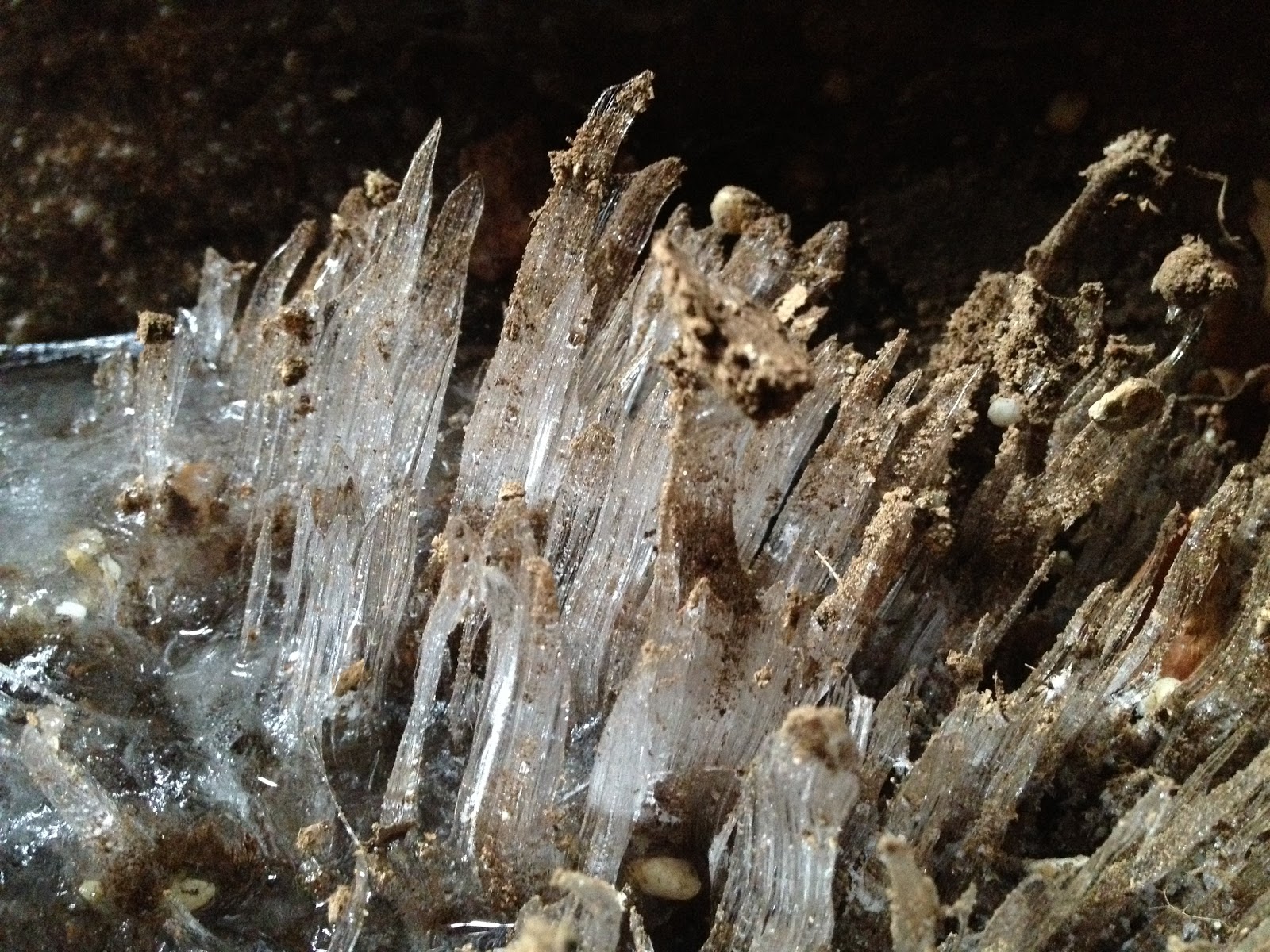 The Inconsequential Blogger: A winter hike at Nelson Ledges