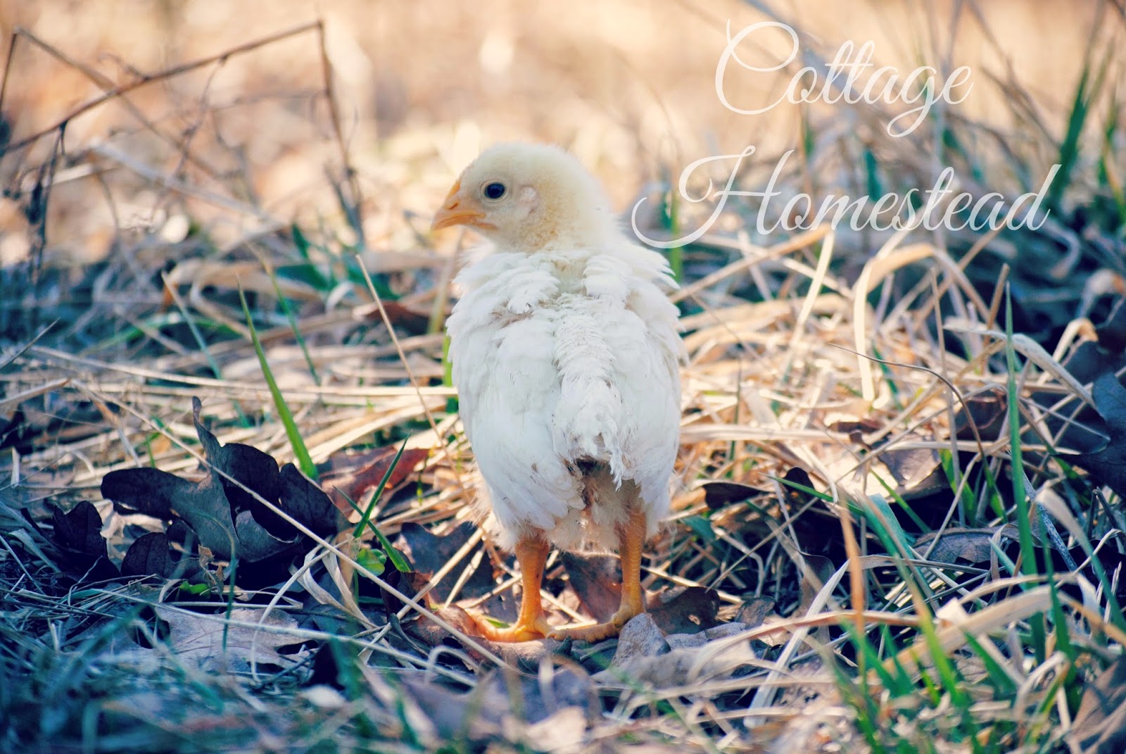 Cottage Homestead: 3 week Chicks