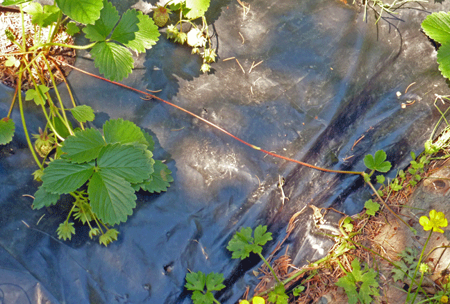 Eden By The Bay: Plant Propagation – Runners