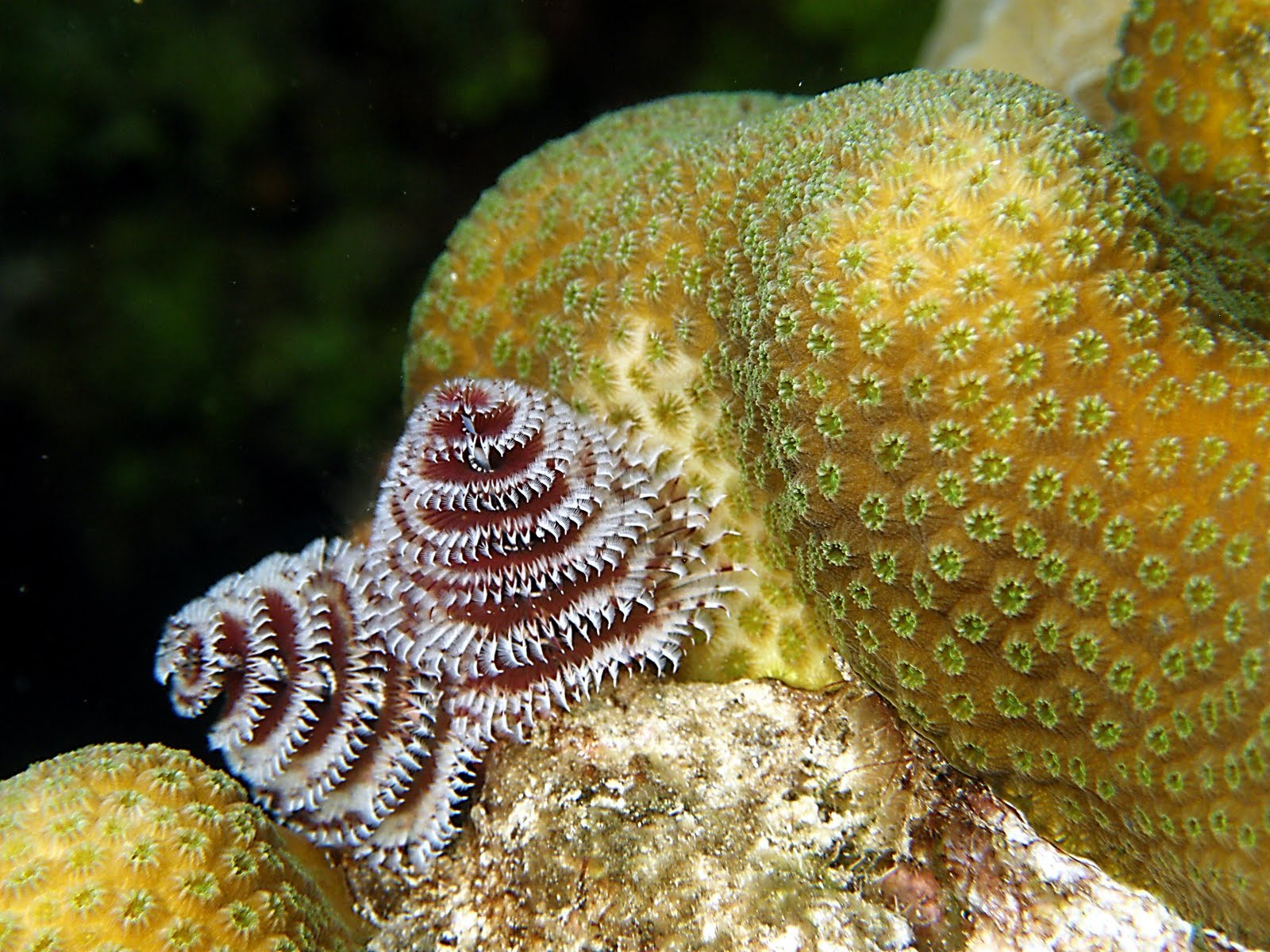 Iluminación Profunda: Pinitos de mar (1) (Spirobranchus sp) (Roatan ...