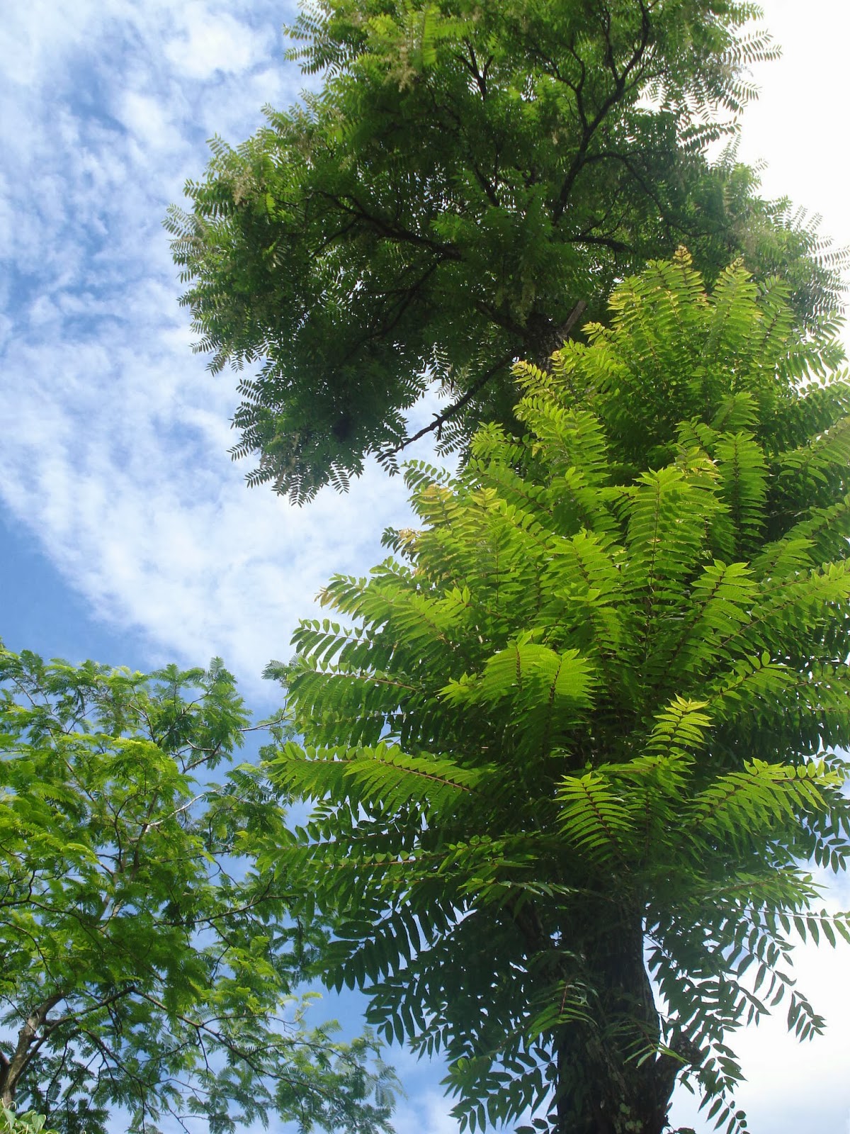 Morfologi Tumbuhanku: Tanaman Yang Cocok Didataran Tinggi