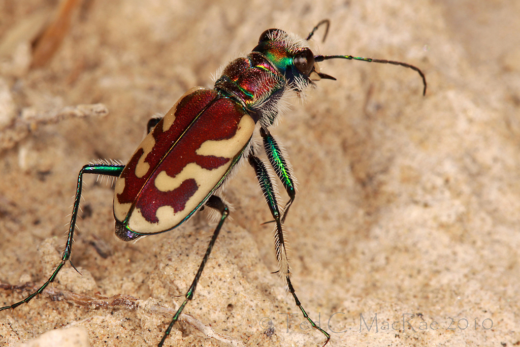Tiger Beetle - Insects Morphology