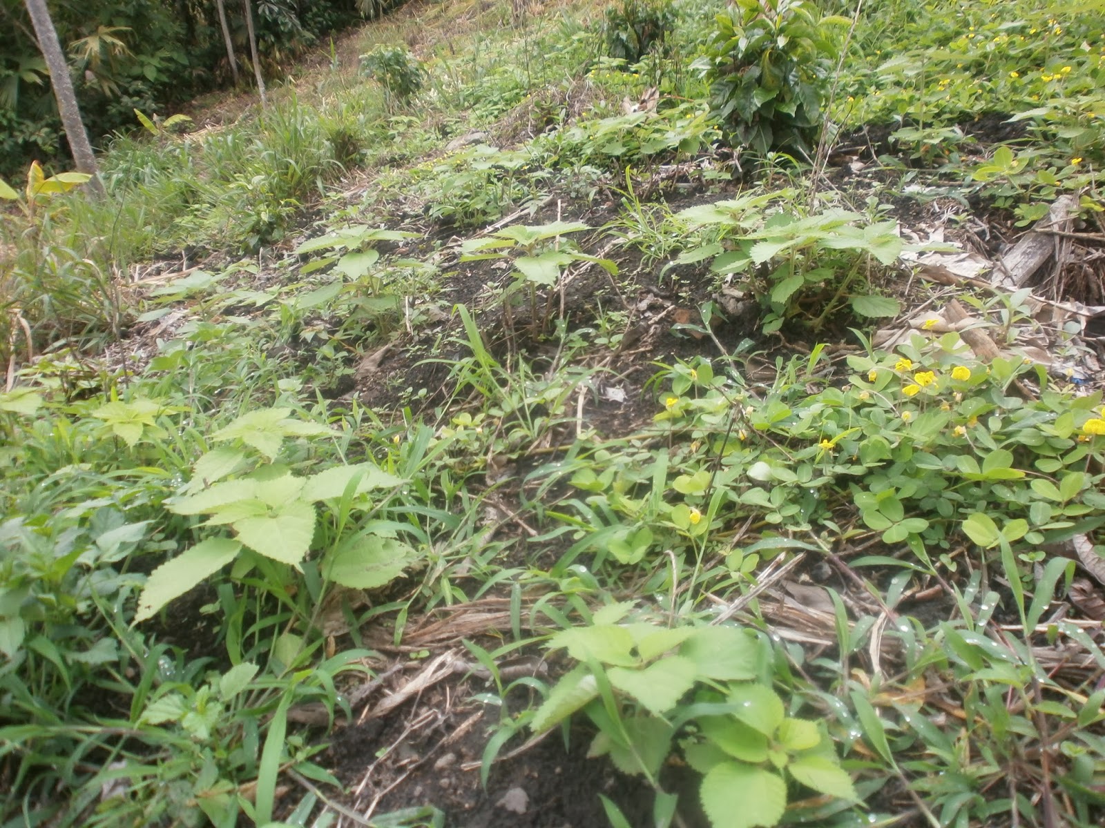 EL RAMIO PLANTA NUTRITIVA, DE BAJO COSTO MUY UTILIZADO EN NUTRICIÓN ...