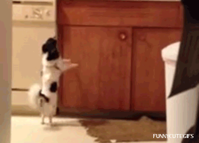 Funny Dancing Animals Gif