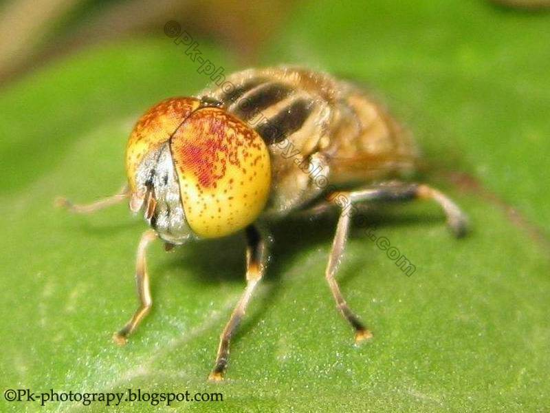 Bug Eyes | Nature, Cultural, and Travel Photography Blog