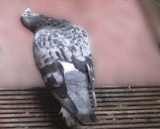Pigeons Care: NECK PROBLEM