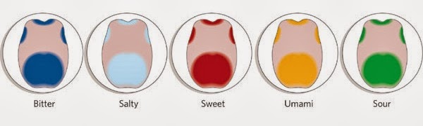 Peta Rasa Lidah (Hasil Revisi) | Tambah Ilmu