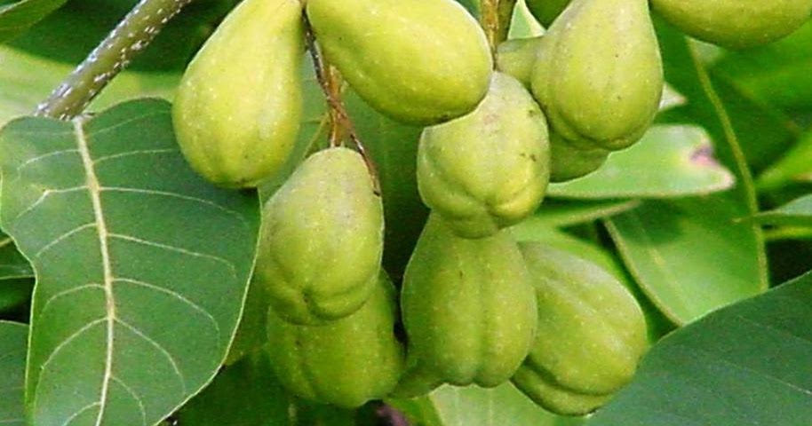 Benefits of Haritaki/Harad-Mother Herb