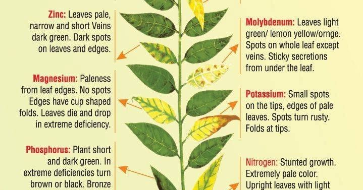 Identifying Plant Nutrient Deficiencies Symptoms - vrogue.co