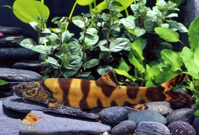 Royal Clown Loach - Akuarium Ikan Hias