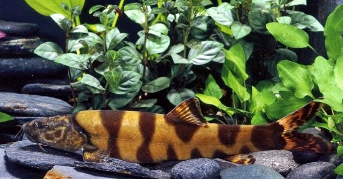 Royal Clown Loach - Akuarium Ikan Hias