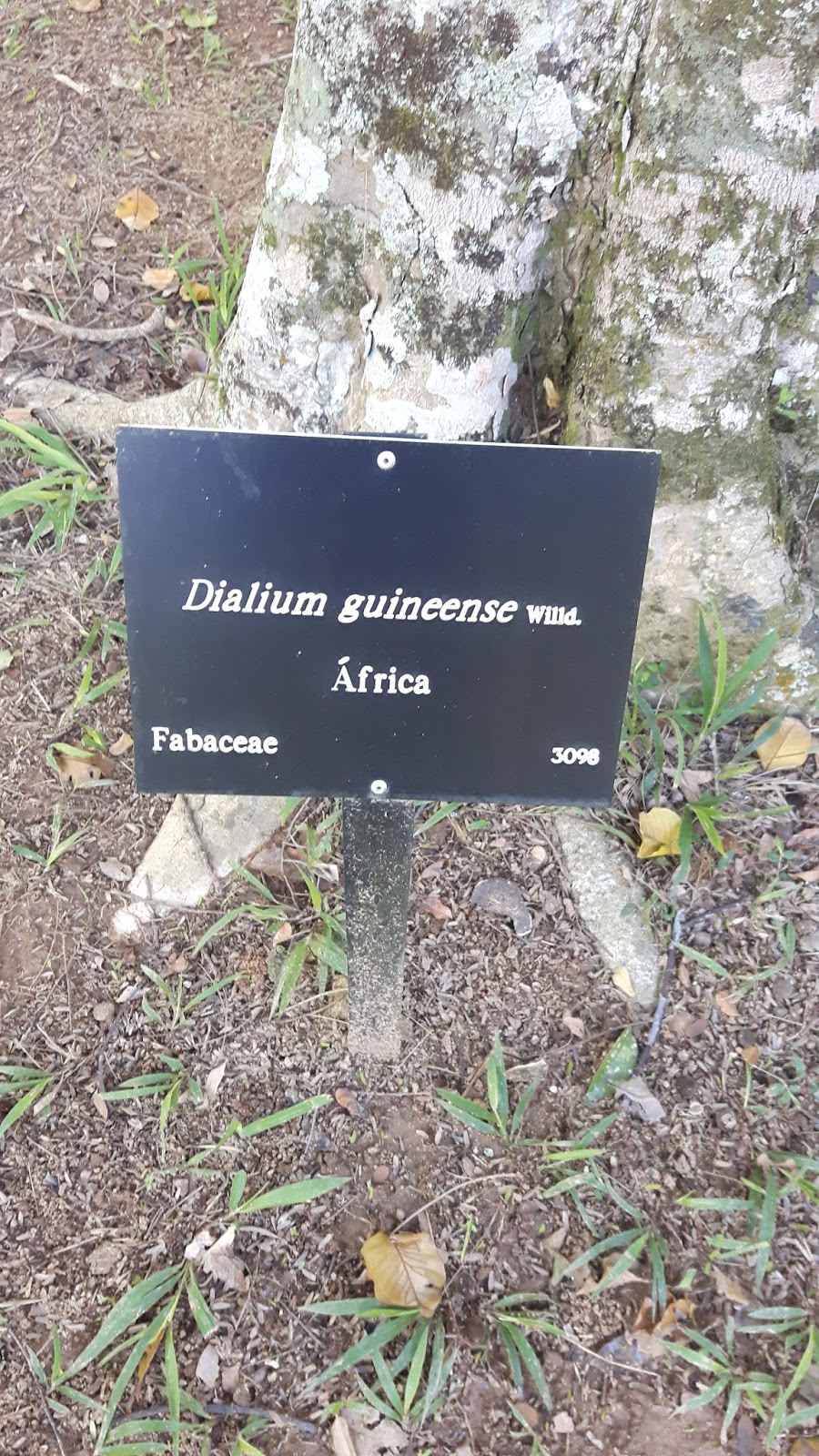 Fabaceae - Leguminosae no Brasil: Dialioideae