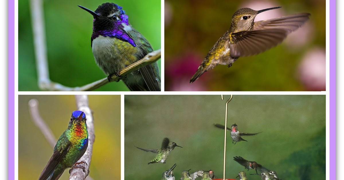 Gillowbugs & Daisy Tales: "Hummingbird Legend -- Papyrus"