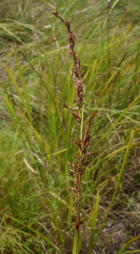 Toowoomba Plants: Sword Rush