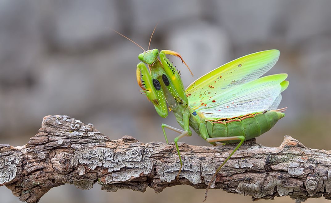 Domači vrt: Vse o Bogomolki