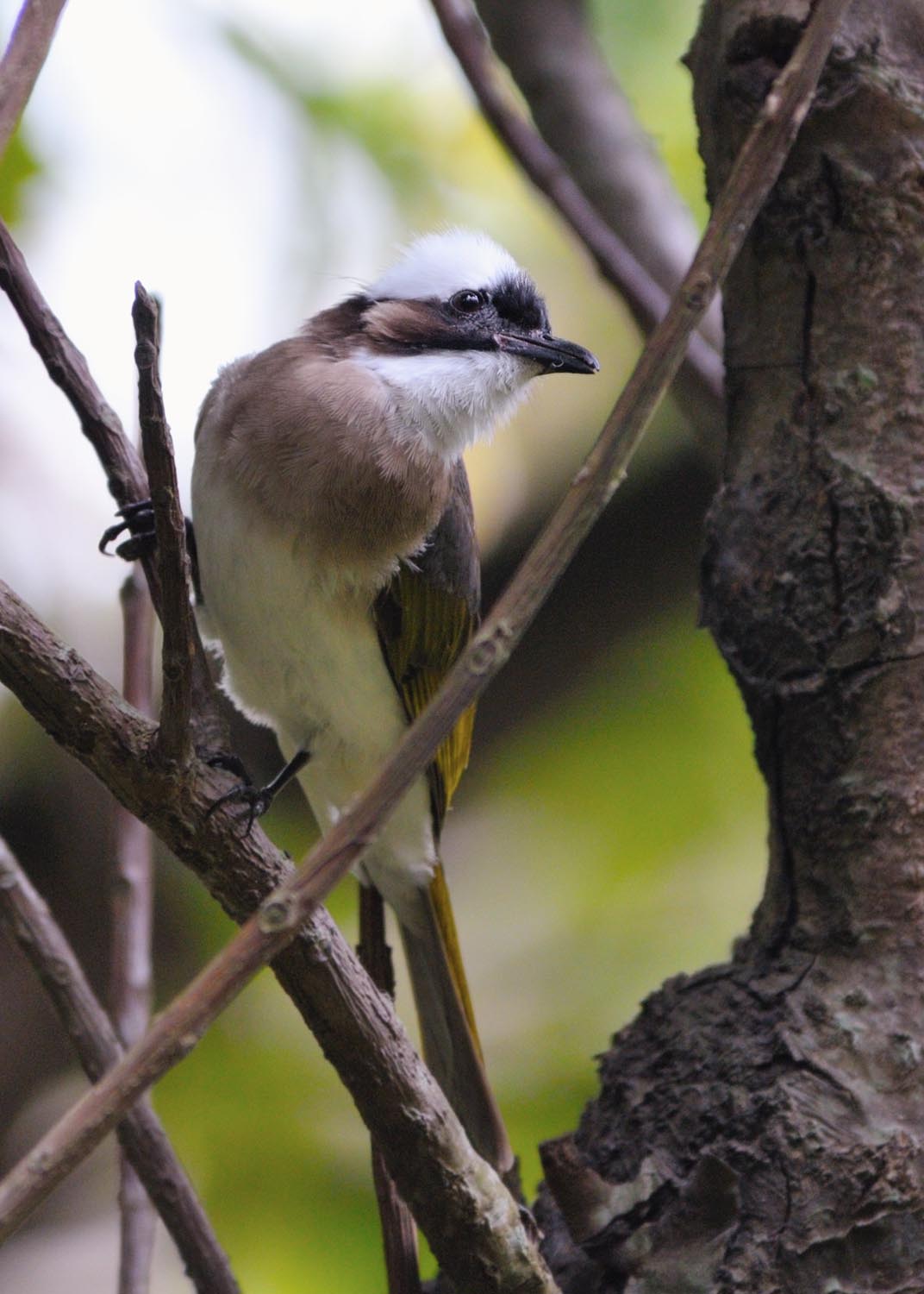 The Amazing Birds: Lighted-vented Bulbul (白頭翁), Pycnonotus sinensis