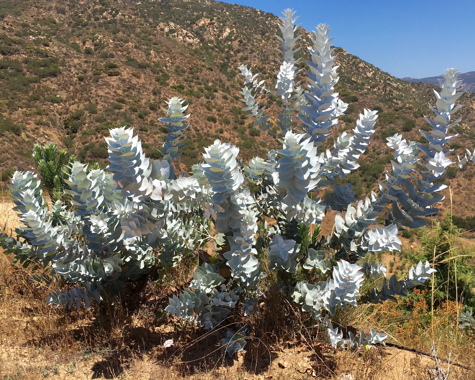 A Passion for Flowers: In the Field: Eucalyptus macrocarpa
