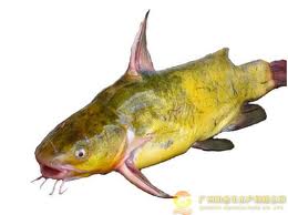 PESCA DEPORTIVA EN URUGUAY: BAGRES EN URUGUAY