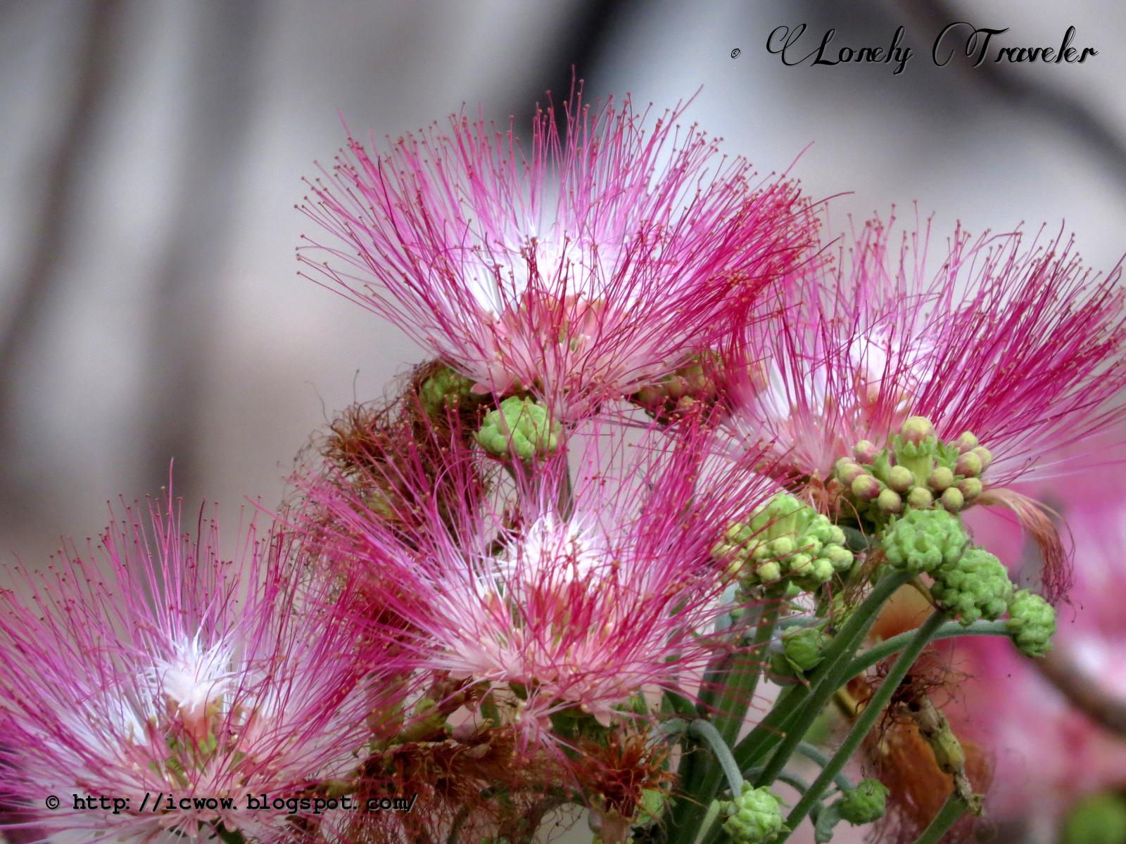 Rain Tree Flower (মেঘশিরীষ ফুল) - Albizia saman