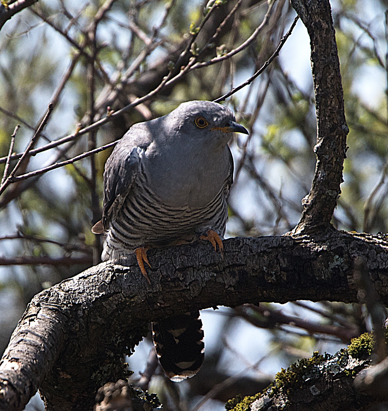 Alan James Photography : Cuckoo Crazy