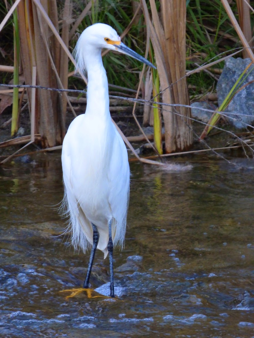 Geotripper's California Birds: Snowy Egret at CSU Stanislaus