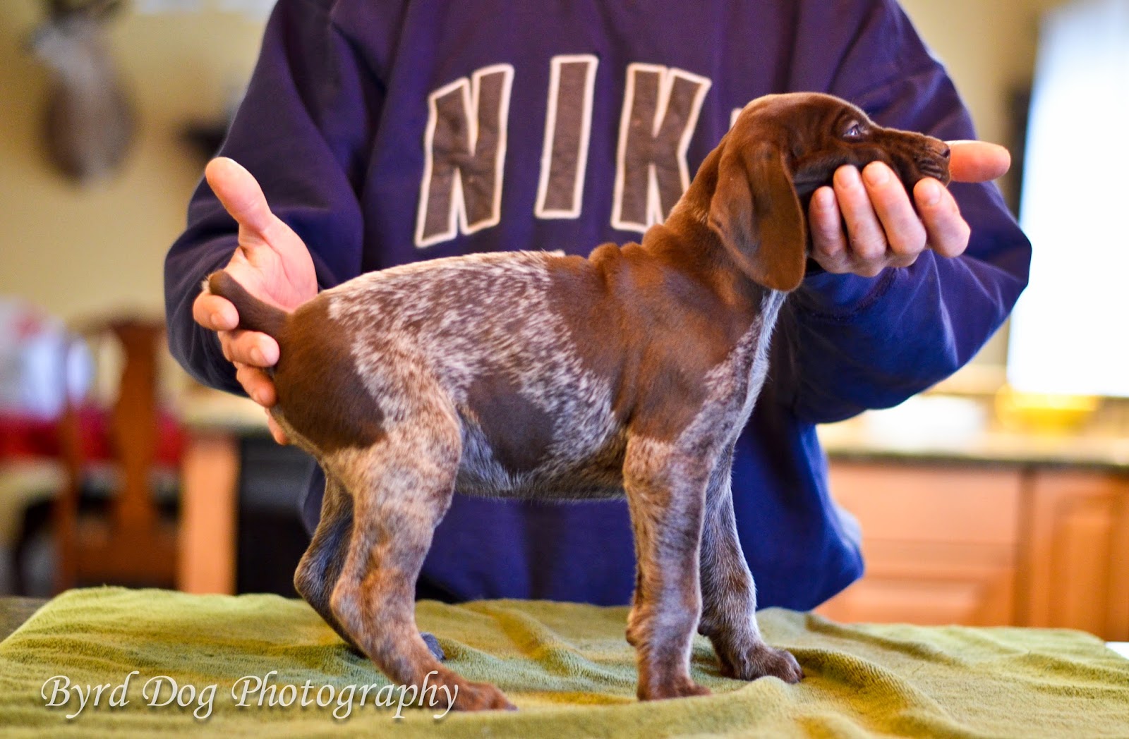 Adventures of a GSP Hunting Dog: Cleo and Pupdate: 7 Weeks old and Counting