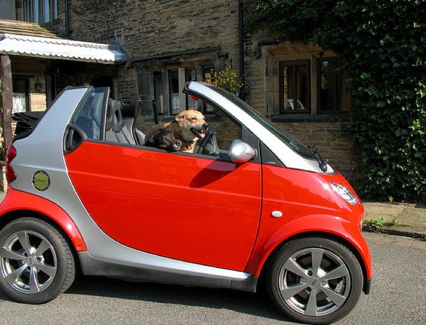 40 Cool dogs driving cars (40 pics) | Amazing Creatures
