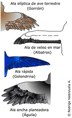APRENDE A APRENDER LAS CIENCIAS NATURALES : Formas de alas y tipos de ...