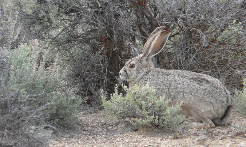 Ben and Joy: Black-tailed Jack Rabbit