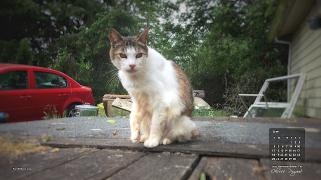 June Cat of the Month Calendar #Wallpaper - Lucy - animal world