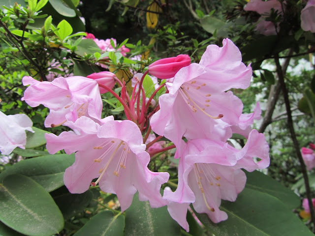 Coltivazione del Rododendro (Rhododendron spp.), Dove Piantarli ? | Il ...