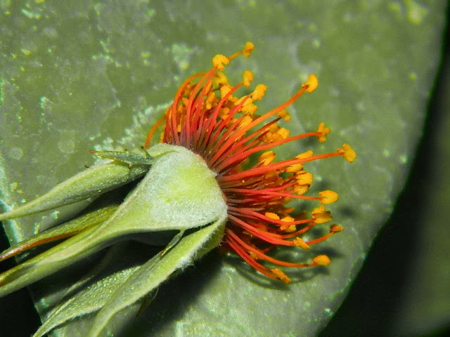 Pushing the Rose Envelope: Raspberry Kiss (Eyes on Me)