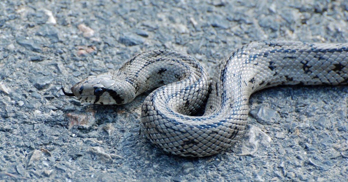 PIMPFIADAS: La bicha