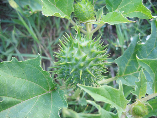 Origin, Distribution and Composition of Datura