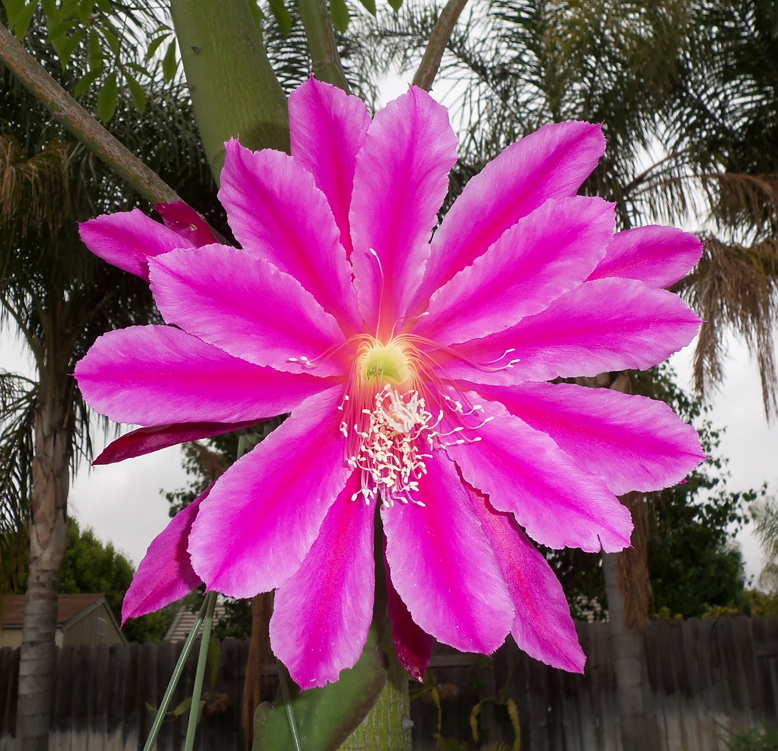 The Epiphyllum Garden: 'Space Rocket'