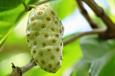 Sejuta Khasiat dan Manfaat Buah Pace atau Mengkudu - KEDUNIA SEHAT