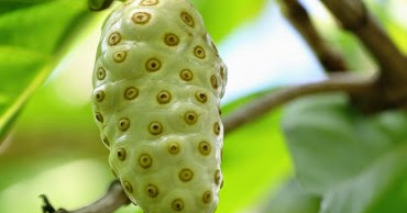 Sejuta Khasiat dan Manfaat Buah Pace atau Mengkudu - KEDUNIA SEHAT