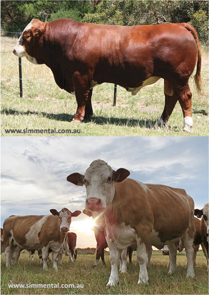 PEMILIHAN SAPI FEEDLOT