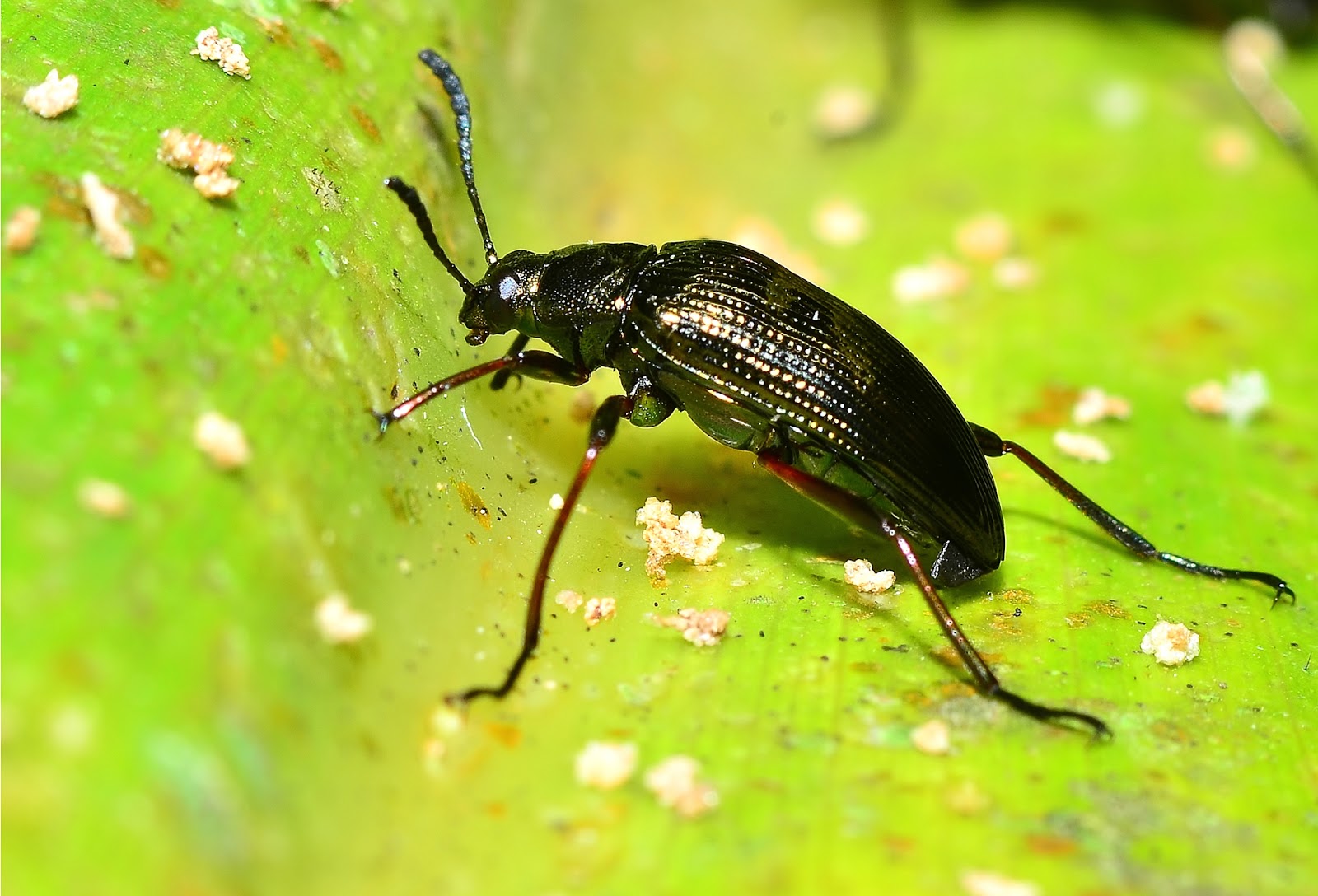 Macrofotografia de insetos-Lente 105mm VR/AF-Insetos. - K2_Natureza