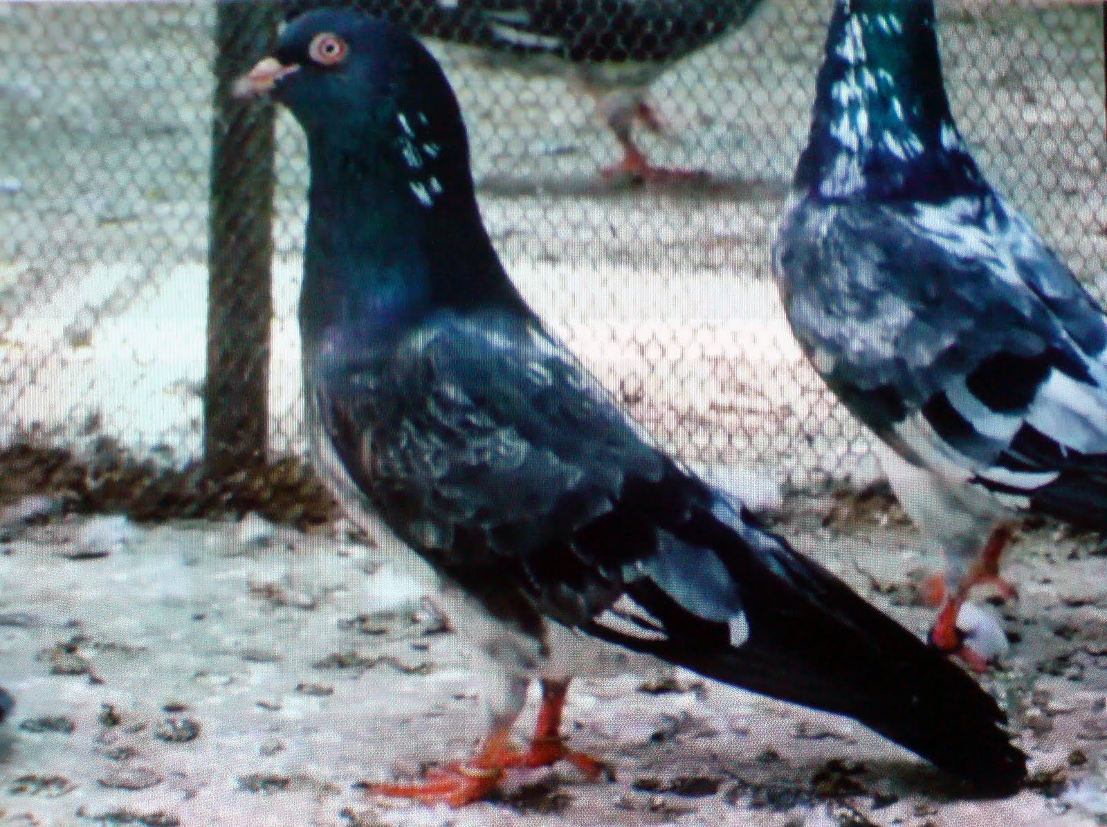 Pakistani pigeon (high flyer Pigeon) ~ Master Loft