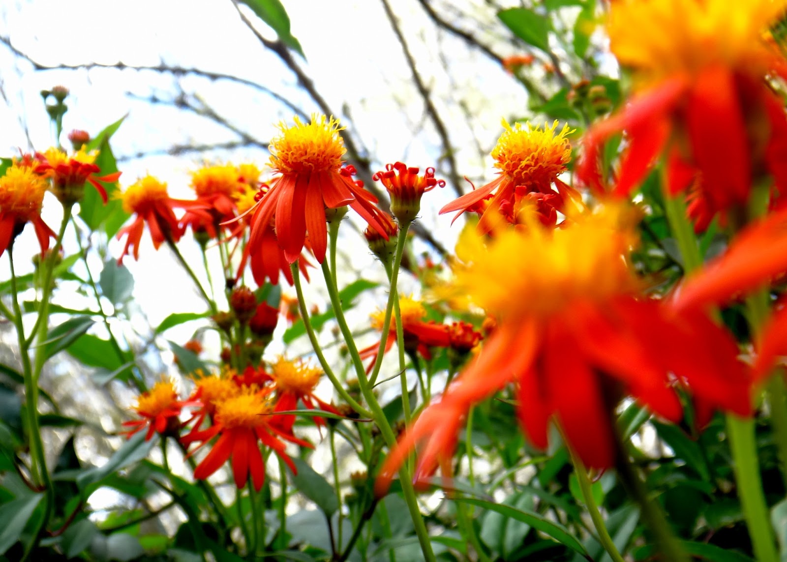 Gardening in Central Florida: Mexican Flame Vine