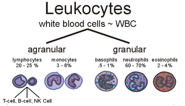 Apakah QnC Jelly Gamat bisa mengobati asam urat: Mengenal jenis leukosit