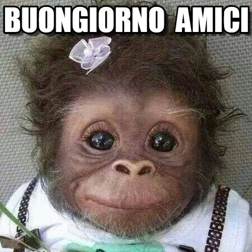 FRASI E DEDICHE PER UN BUONGIORNO DIVERTENTE E SIMPATICO