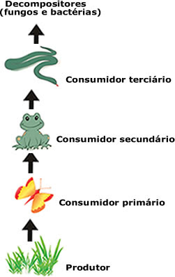 Cadeia alimentar | Biologia: A ciência da vida