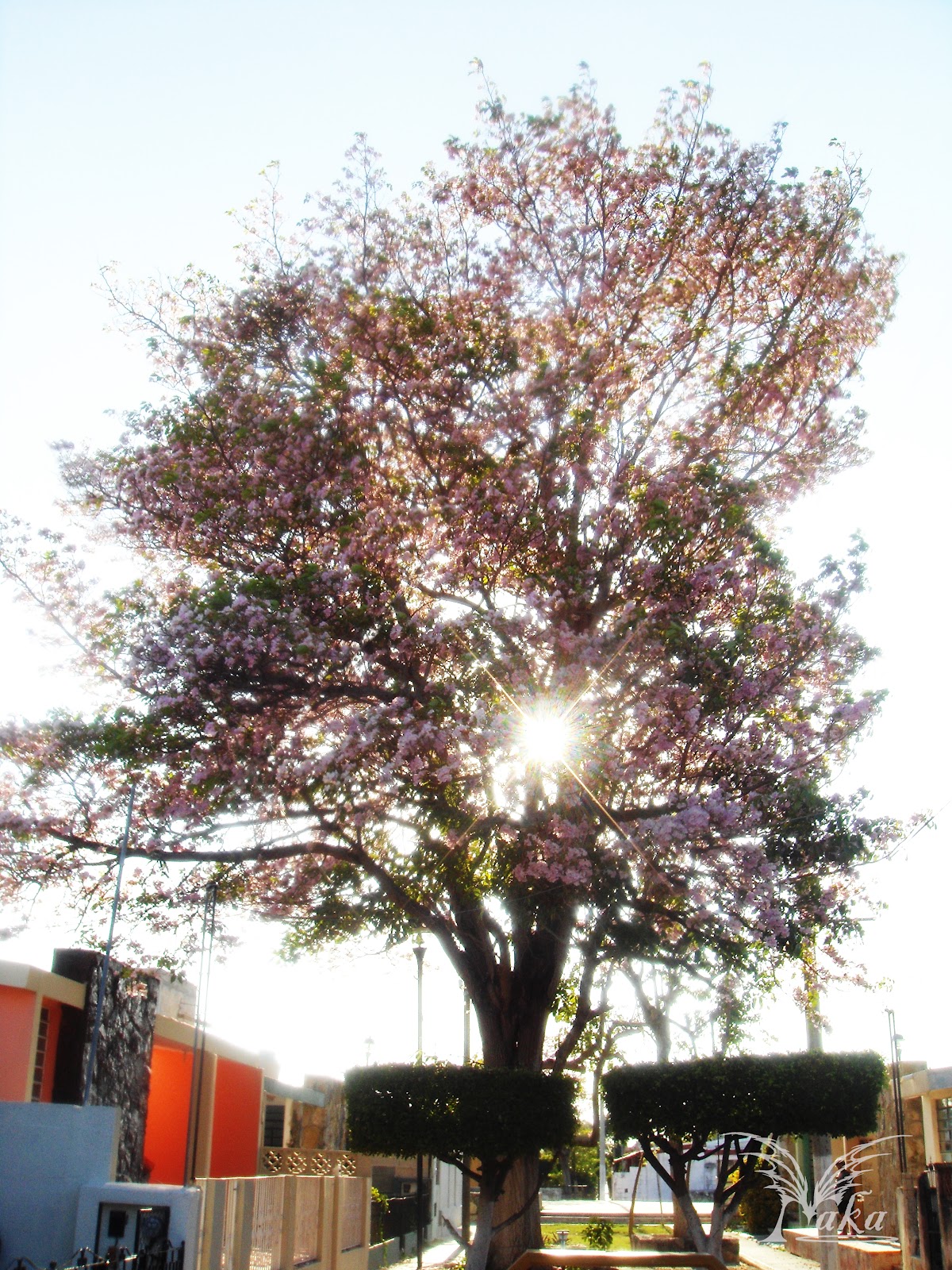 maka'shoot: cerezo yucateco