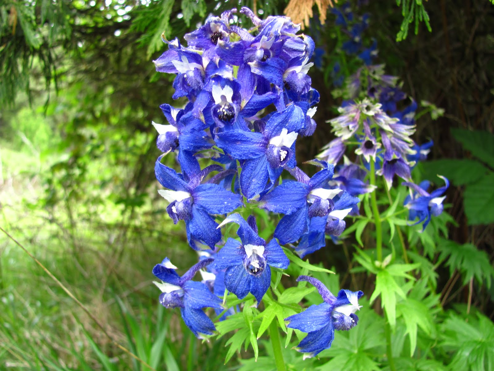 Edge of the Hills: Delphinium